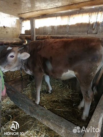 Продается телка 1.3