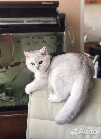 Котик ждёт невест (вязка)