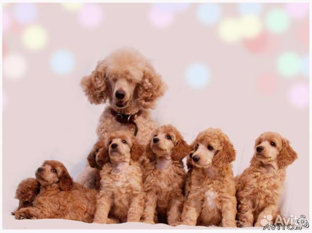 Щенки малого пуделя абрикосового окраса