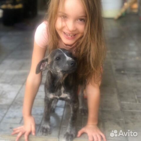 Щенок в добрые руки