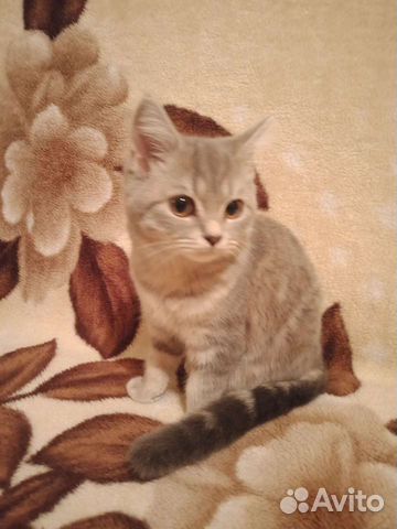 Кошка