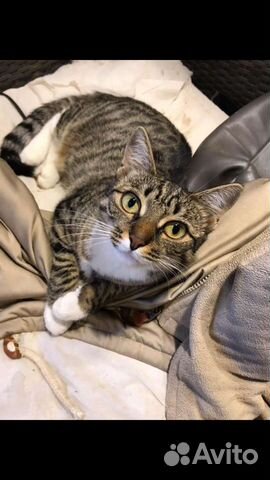 Кошка котенок 6 месяцев