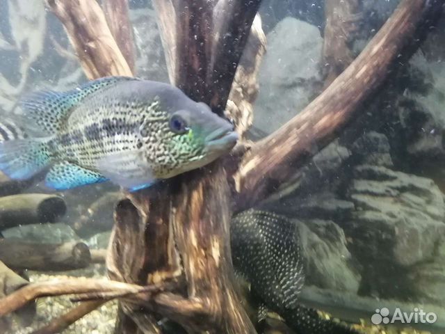 Цихлиды змееголов косатки лепорины