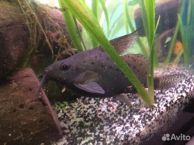 Отдам двух сомов