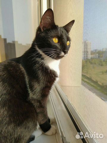 Котенок подросток, девочка, чёрно-белая
