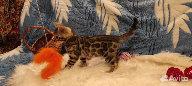 Бенгалы,лучшие котята бенгалов почти darom