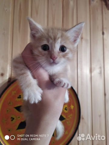 Котенок Перса ищет дом и самых лучших родителей