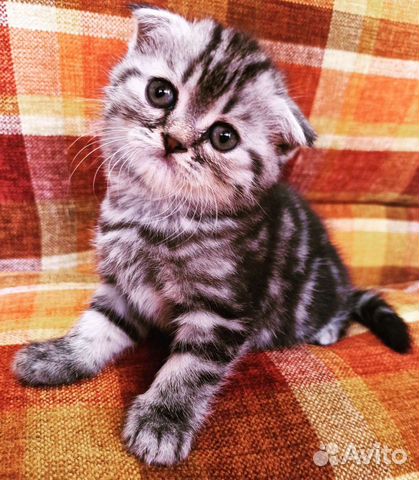 Британские котята