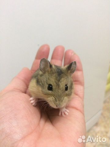 Джунгарский хомяк