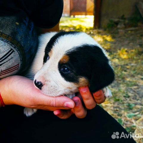 Классные щенки