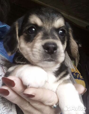 Щенки от Джека и бигля