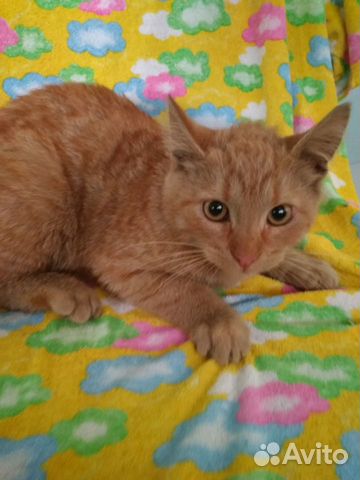 Мальчик рыжик в добрые руки