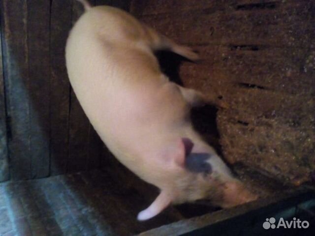 Хряк на племя