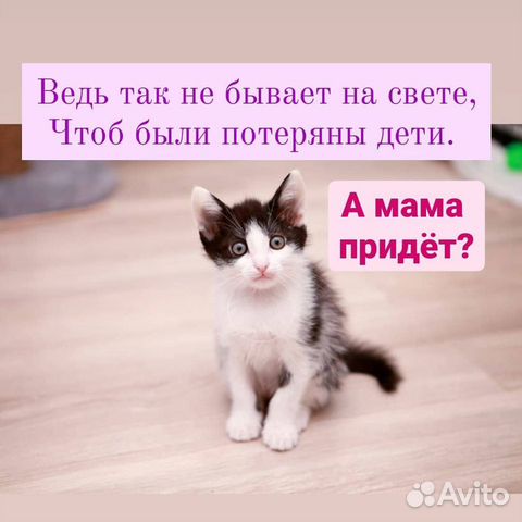 Котенок Максик ищет дом