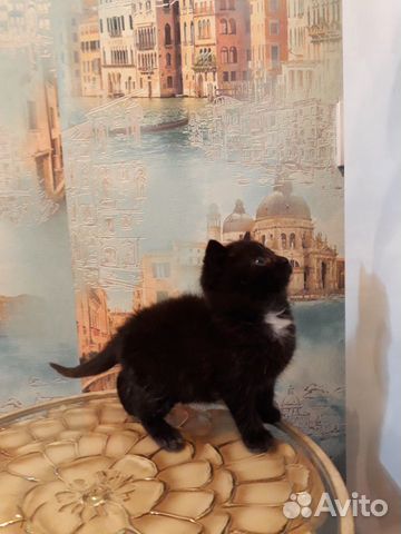 В добрые руки