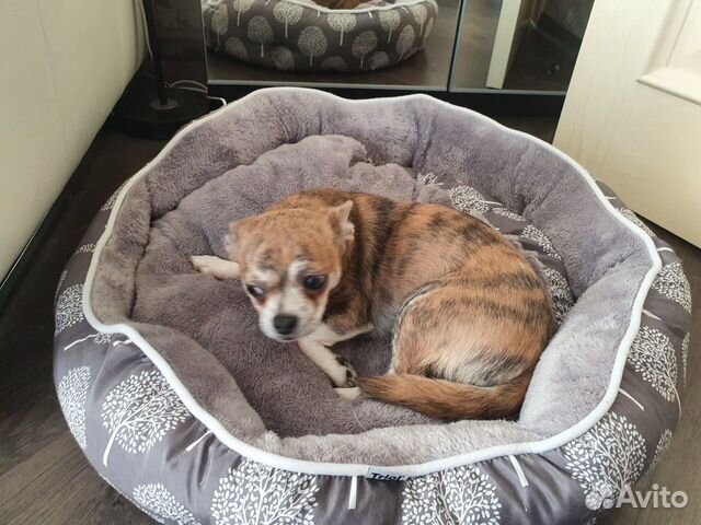 Крупная девочка чихуа, возраст 1 год