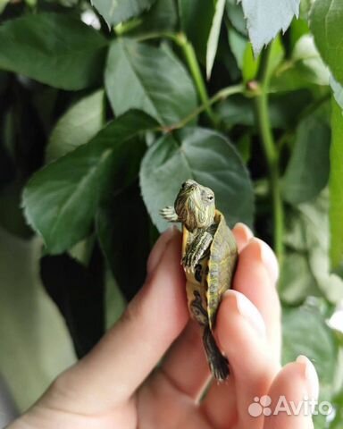 Морская черепашка + аквариум