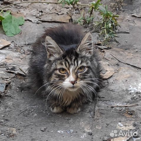 Пушистый котенок живёт в печали на улице