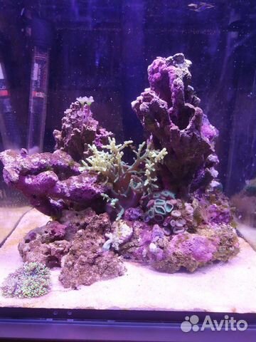 Риф из живых камней с кораллами 30л
