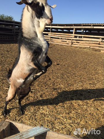 Случка Нубийский казёл