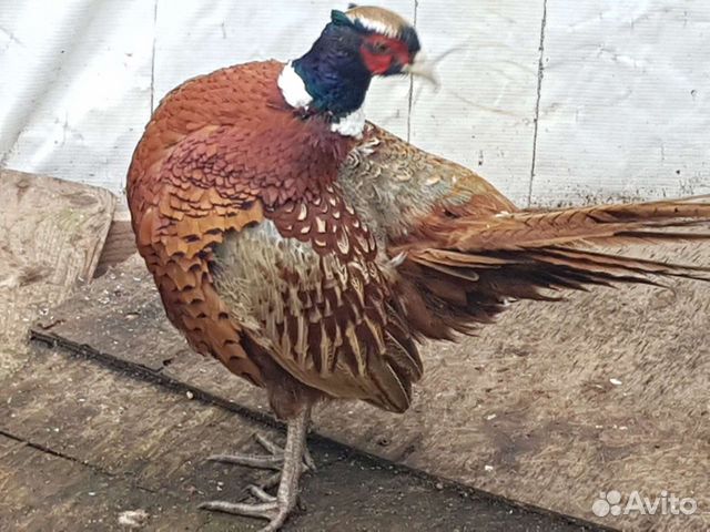 Фазаны (самцы). Вывод - июнь 2020