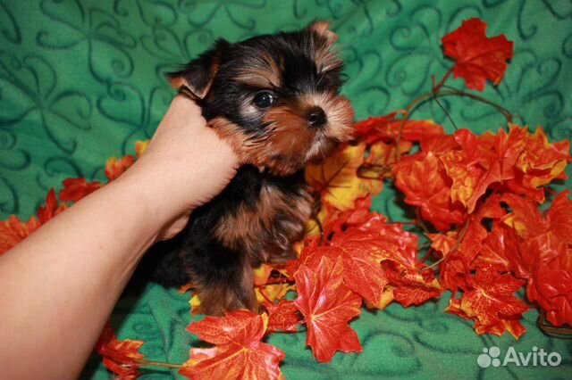 Красавчик мальчик йорик 2 мес