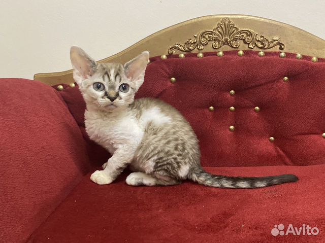 Девон Рекс котик Феофан