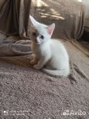 Турецкая ангора