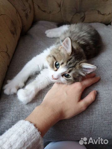 Котята бесплатно