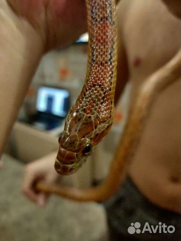 Маисовый полоз