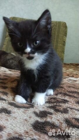 Скотишфолд-страйты котята