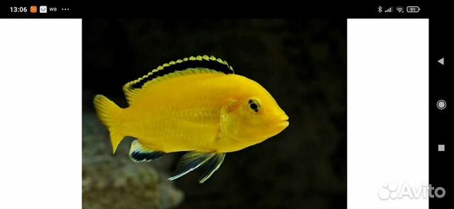 Аулонокара еллоу