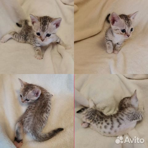 Милые котята