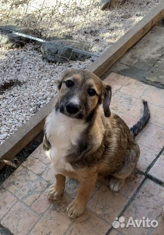 Кучеряшка Тэва ищет дом