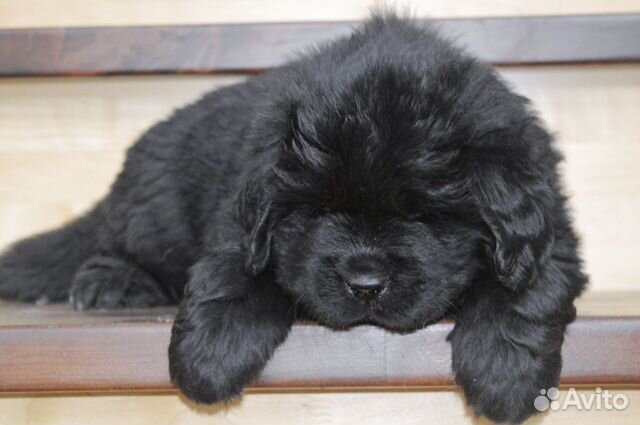 Красивая ньюфодевочка