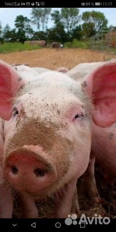 Продам свиней разного калибра