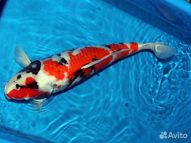 Отдам карпа кои бесплатно