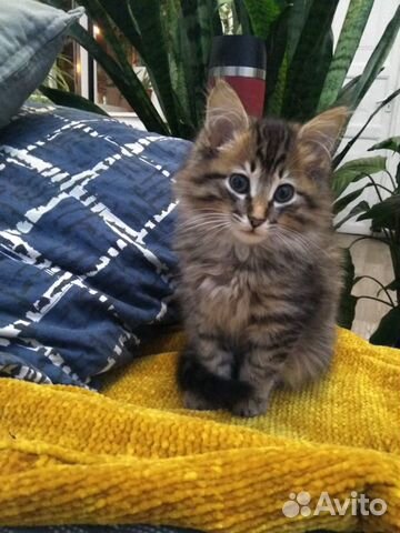 Красивый котенок мальчик, 3 мес