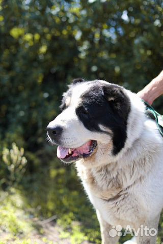 Юна. Уравновешенная собака в добрые руки