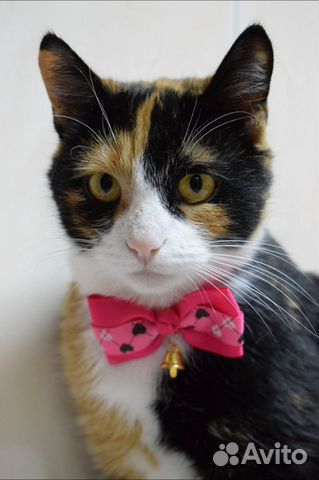 Кошка Варвара с человеческим лицом