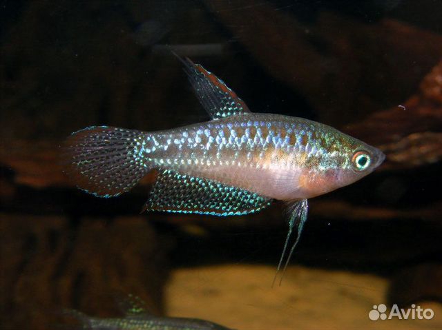 Гурами карликовый или Пумила (Trichopsis pumila)