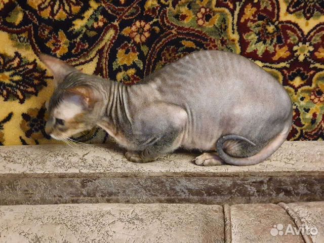 Кошка сфинкс