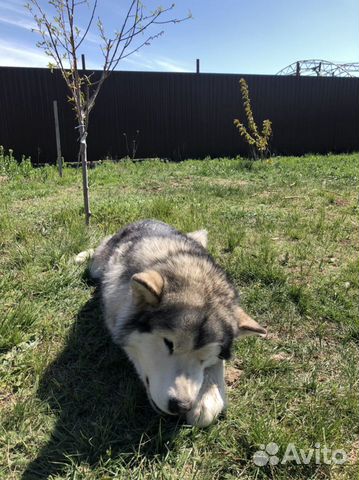 Щенки хаски