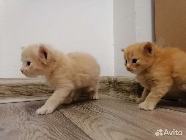 5 котят-ноябрят, рыжики и черепашки