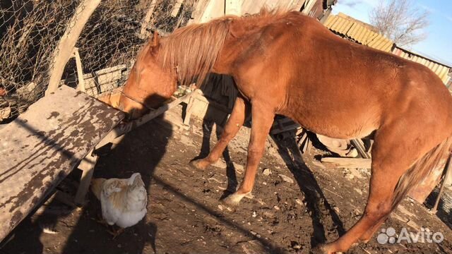 Лошадь) жеребец