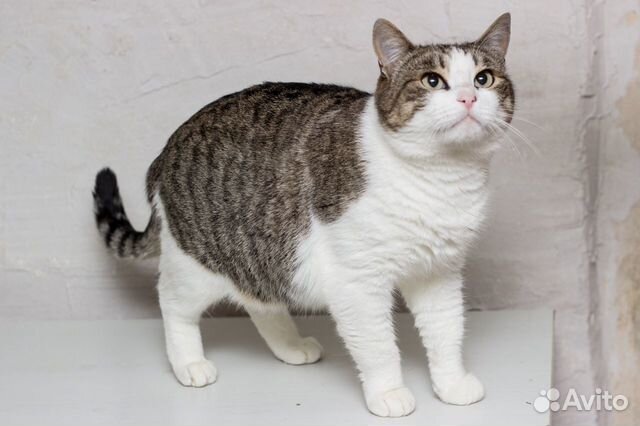 Спокойная кошечка в добрые руки