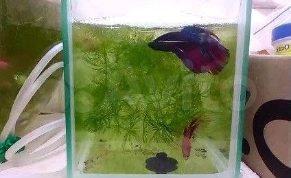 Рыбка петушок красный