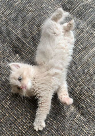 Котенок мальчик 1.5 мес