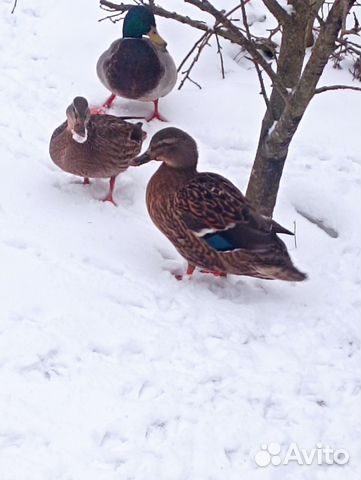 Подсадные утки