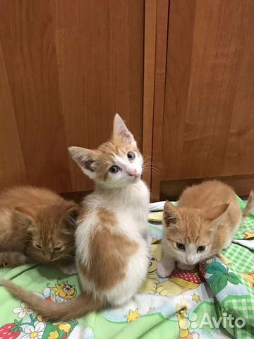 Котята в добрые руки